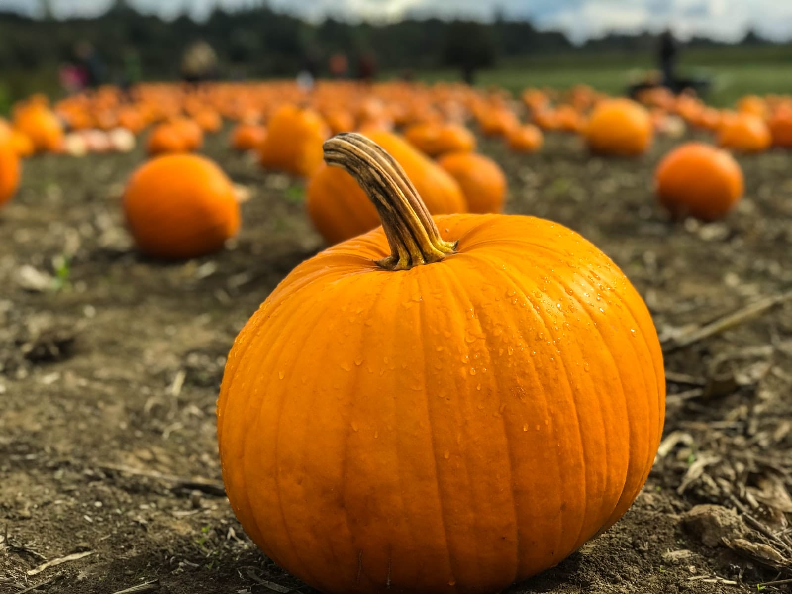 The Average Pumpkin Price In 2023 [Cost Stats] - Pricing And Cost Data