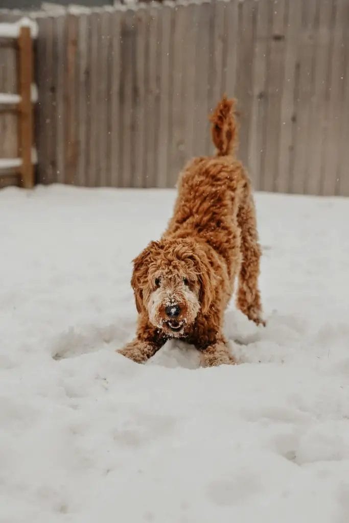 The Average Price of A Goldendoodle [Cost Stats] - Pricing And Cost Data