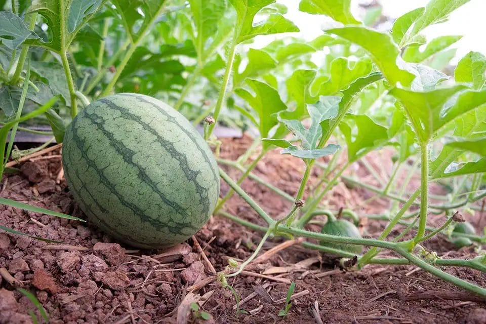 What is the Average Price of Watermelon? [Cost Factors] - Pricing And ...